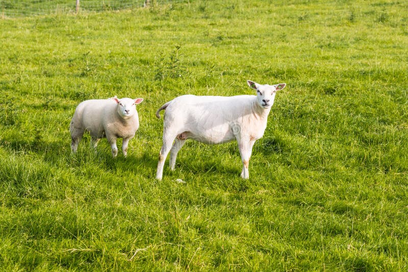 Two Recently Shorn Sheep Standing in the Grass Stock Photo - Image of ...
