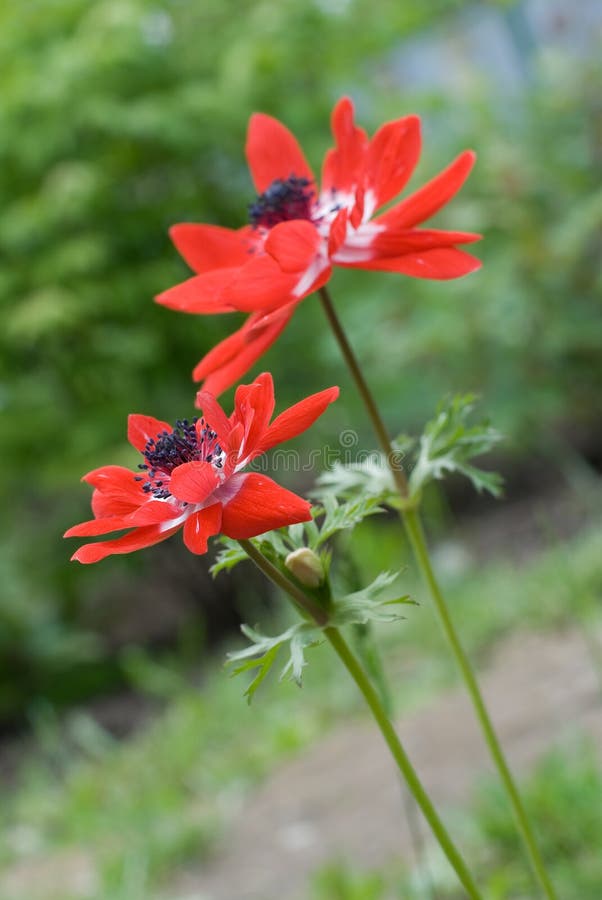 Two red anemones stock image. Image of petal, beauty - 19602835