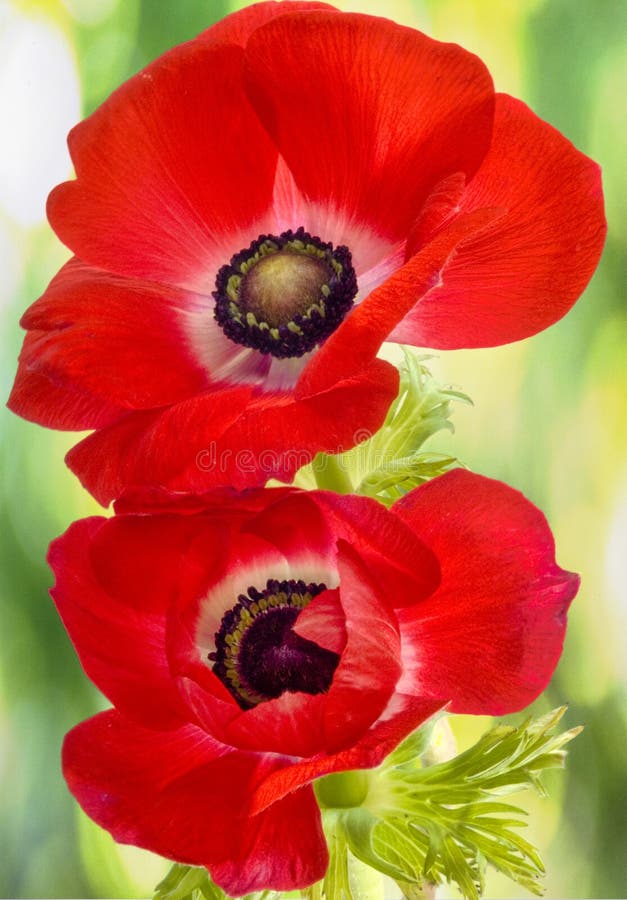 Two Red Anenome Flowers Close Up Stock Photo - Image of green, flora ...