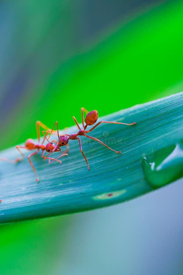 Two red ants stock photo. Image of green, ants - 339320114