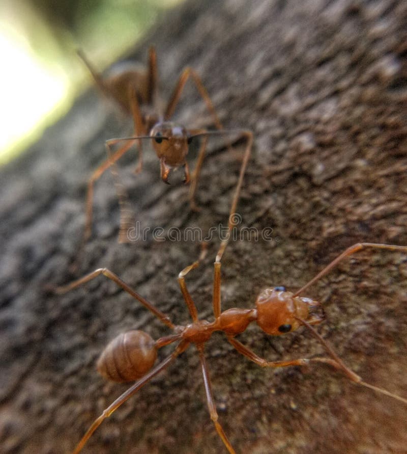Two red ants stock image. Image of ants, tree, macro - 146985201