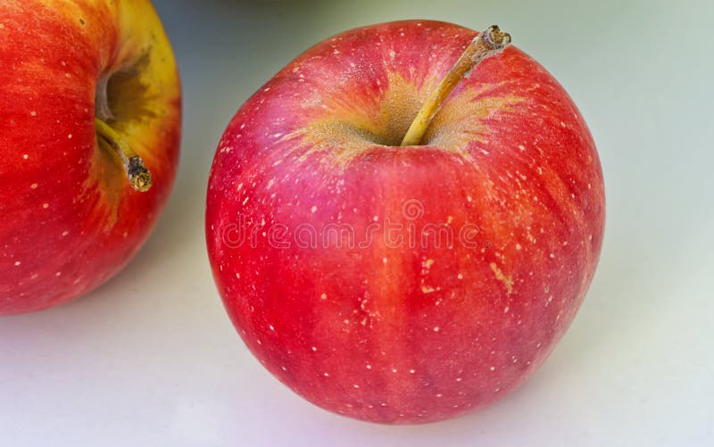 Two red apples stock photo. Image of agriculture, vegetarian - 44830774