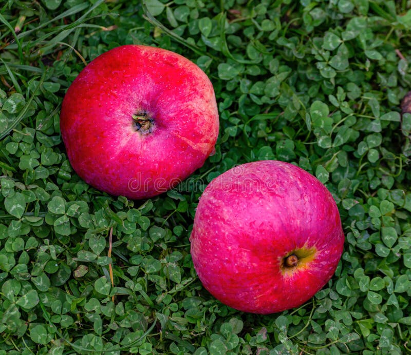 Two Red Apples on the Grass. Red on Green Stock Photo - Image of ...