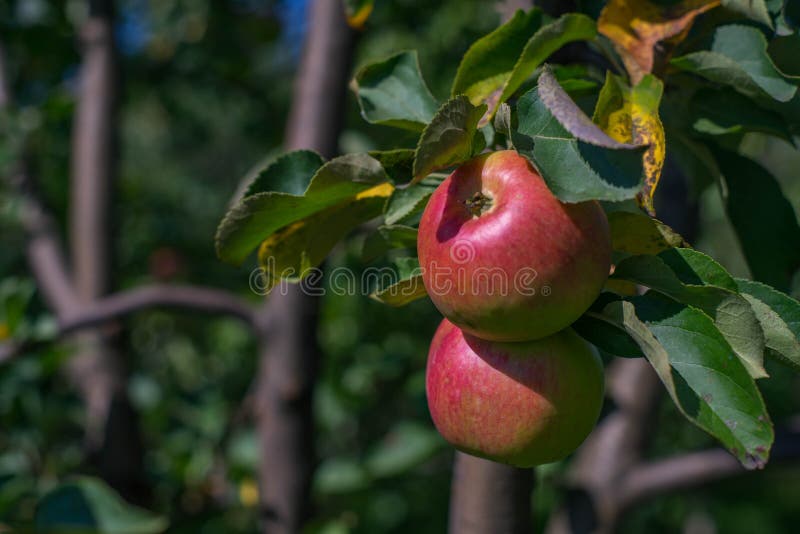 Two Red Apples on the Tree in the Garden Stock Image - Image of ...