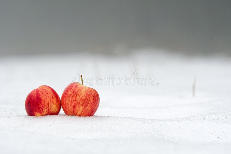 Two Red Apples On A White Snow Stock Image Image Of Sweet Agriculture 105586697