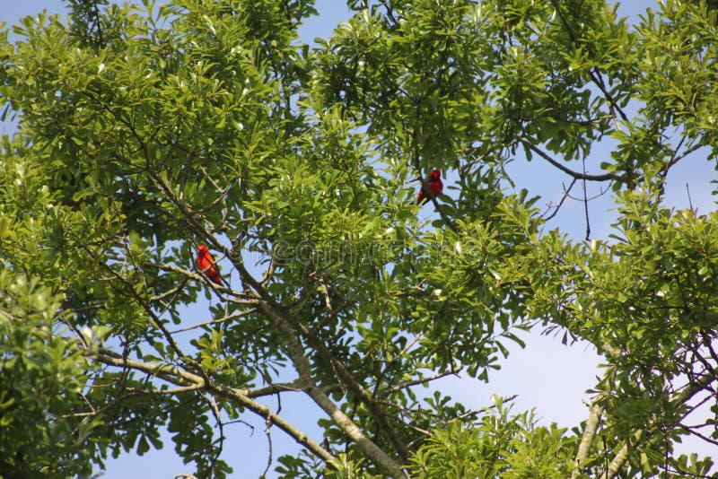 Two red birds in a tree stock photo. Image of tree, birds - 100378576