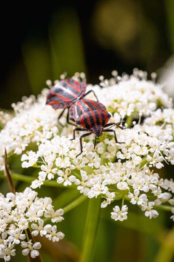 Two Red and Black Striped Bug Stock Photo - Image of leafy, wildlife ...