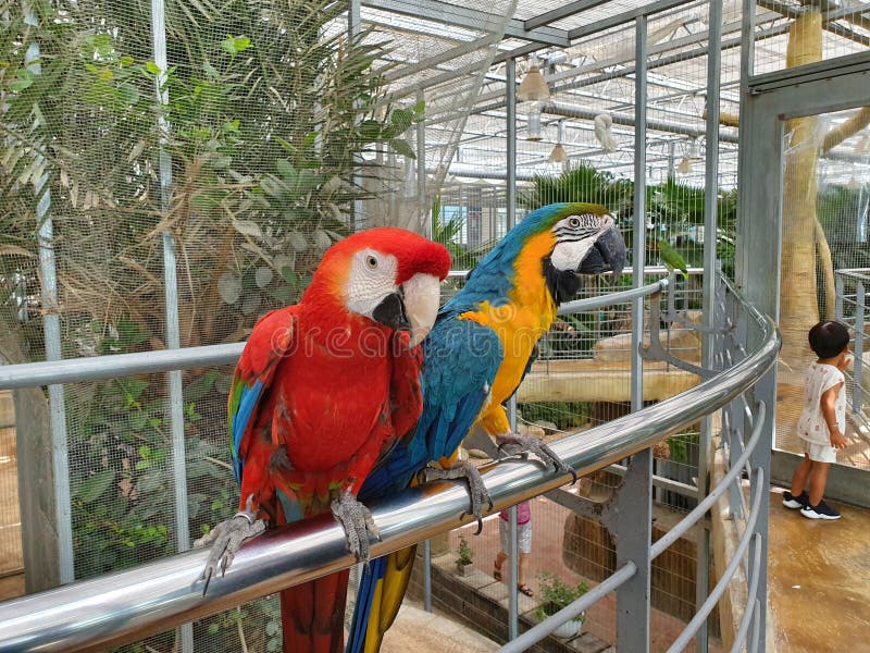 Two Red And Blue Sparrows Were Perched On A Tree Stock Photo - Image of ...