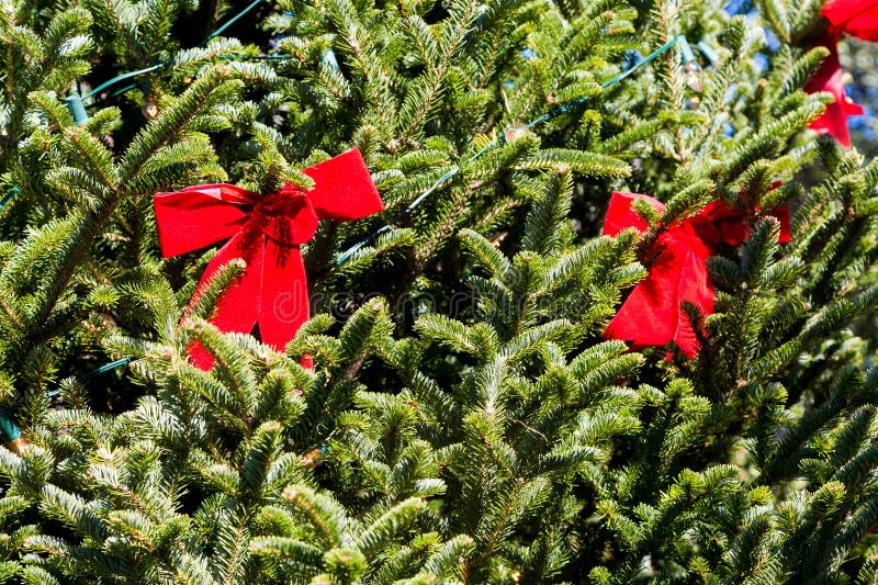 Two Red Bows in Christmas Tree Stock Image - Image of seasonal, winter ...