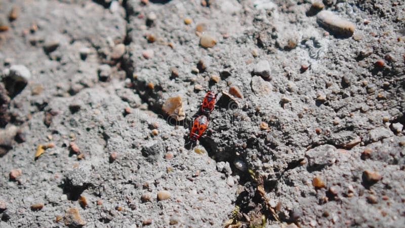 Two Red Bugs are Crawling on a Rock in the Forest. the View from the ...