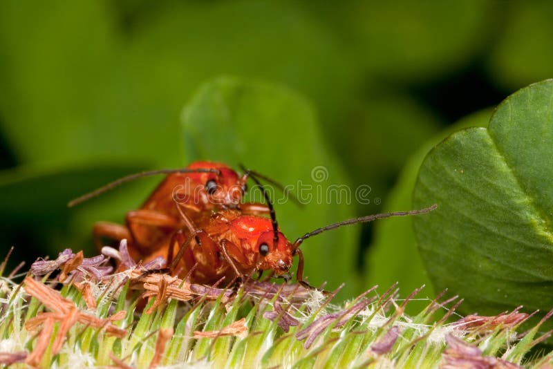 Two red bugs having fun stock photo. Image of eyes, horns - 12805544