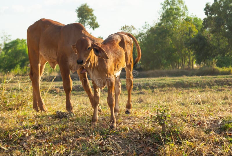 Red calf stock image. Image of cowshed, black, farm - 239636023