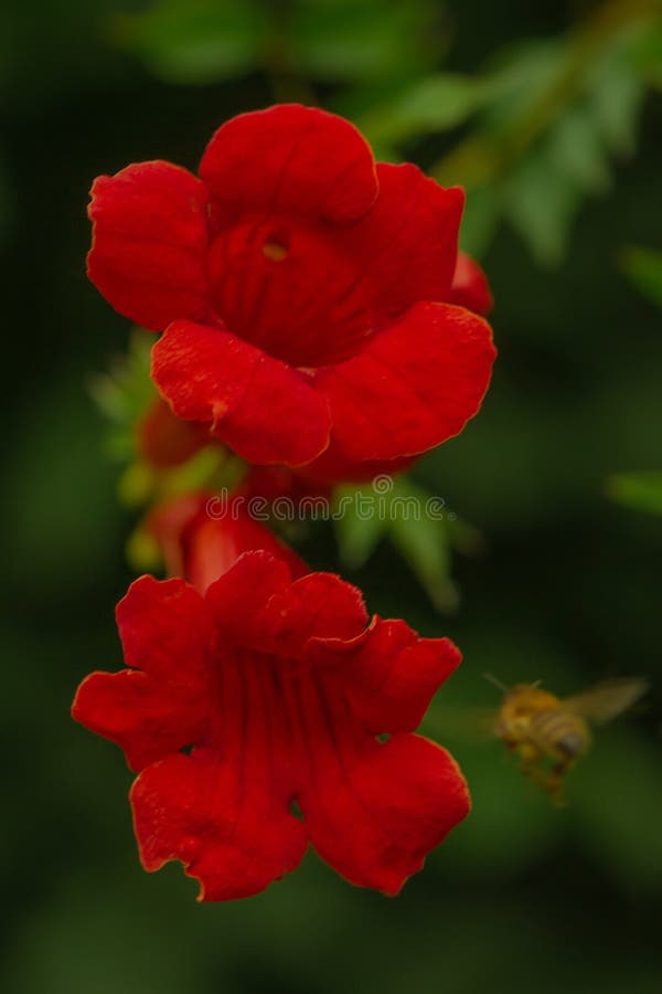 Chezon Stock Photos - Free & Royalty-Free Stock Photos from Dreamstime