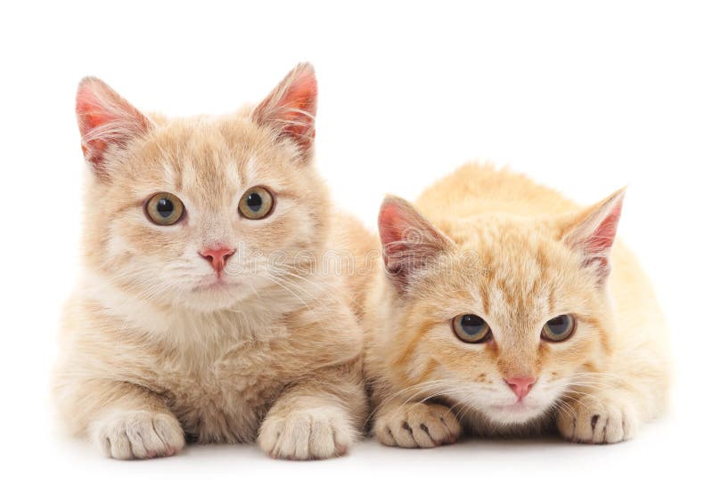Two Funny Happy Young Cats Portrait Isolated Stock Image - Image of ...