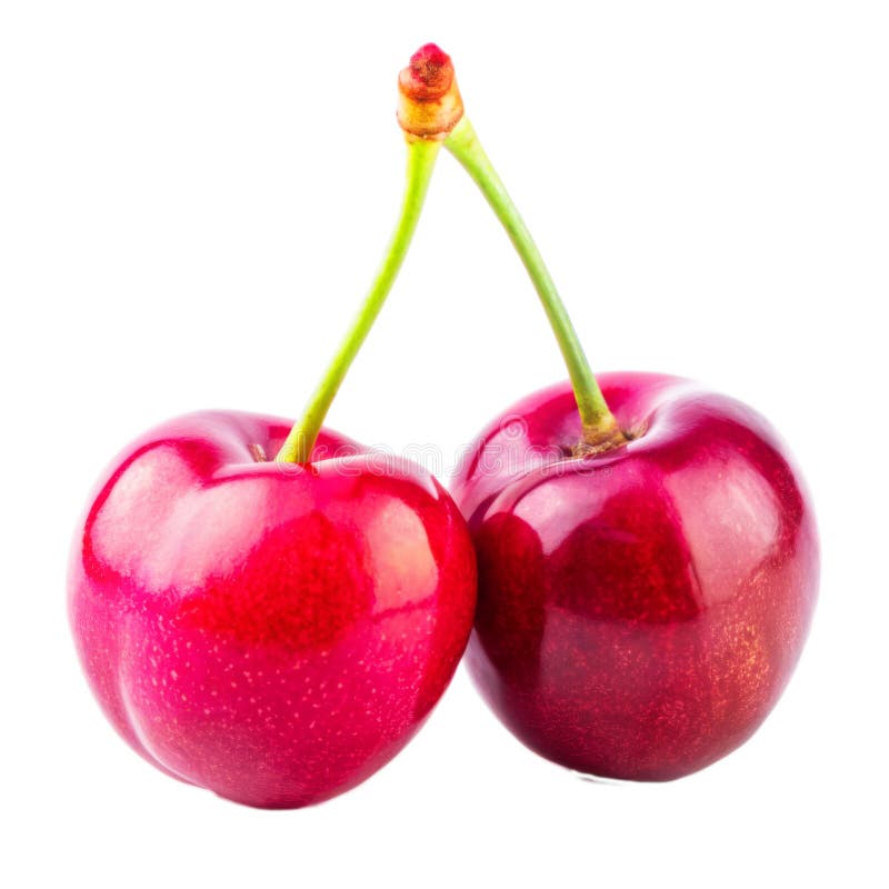 Two Red Cherries Held Together by a Green Branch Stock Illustration ...