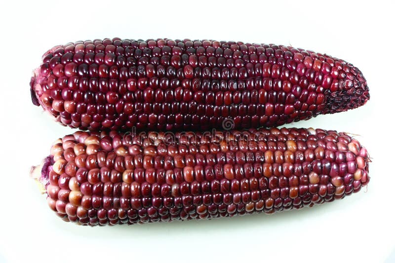 Two red corn stock image. Image of grain, meals, ingredient - 28290217