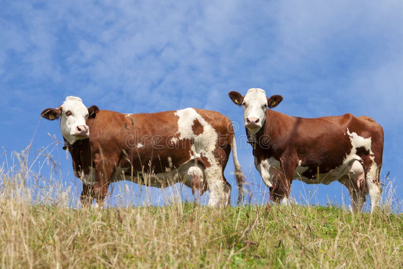 Two red cows stock photo. Image of female, brown, milk - 24247172