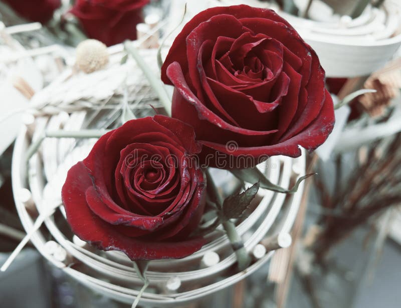 Two red decorated roses stock photo. Image of decorated - 116740704