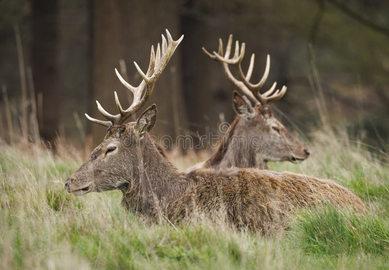Red Deer Resting in Grass and Trees Stock Photo - Image of landscape ...