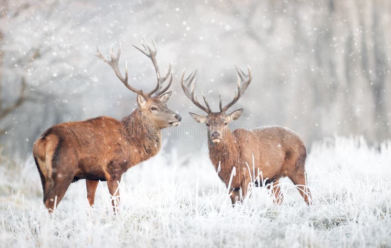 Two Red Deer Stags in the Falling Snow in Winter Stock Photo - Image of ...