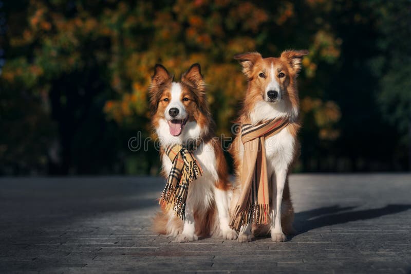 Two Red Dogs Wearing a Scarf in Autumn Stock Photo - Image of friendly ...