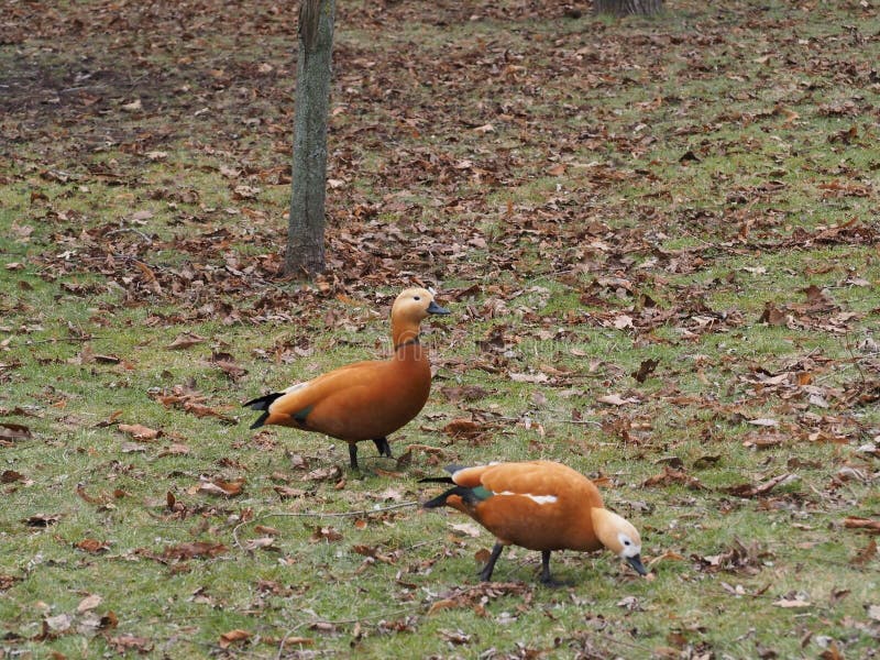 Two Red Ducks Walking on the Lawn Stock Image - Image of beauty, bird ...
