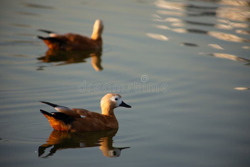 Two Red Ducks Swim on Calm Water in the Park Stock Image - Image of ...
