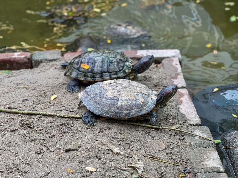 Two Red-eared Slider Turtles or Red Eared Terrapin or Trachemys Scripta ...