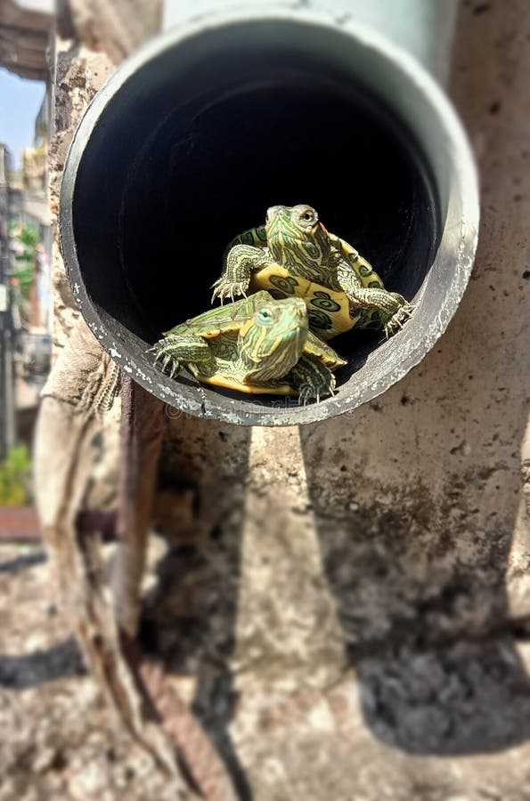 The Two Red-eared Sliders Turtles Sunbathing Stock Photo - Image of ...