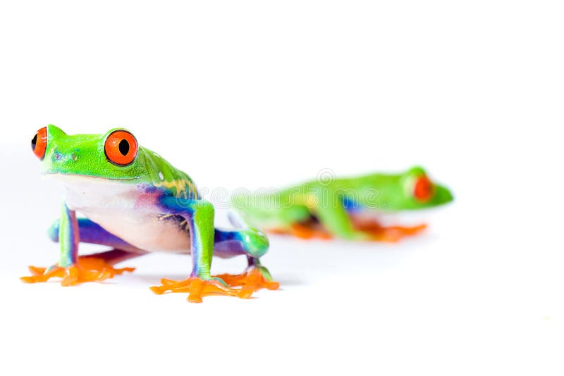 Tree frogs in a row stock photo. Image of nature, plant - 202468826