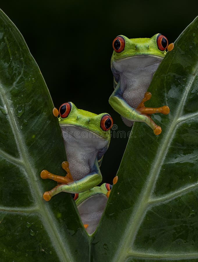 Red-eyed Tree Frogs on a Branch of a Plant with a Blurred Background ...