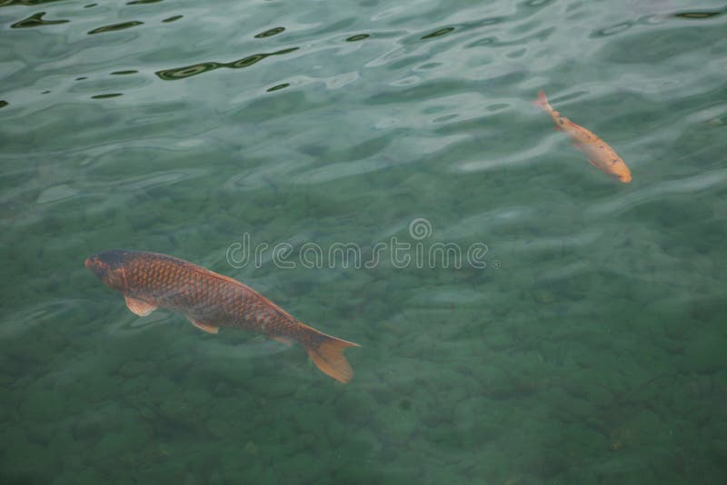 Two Red Fish Swim in a Pond with Clear Water or into the Sea Stock ...