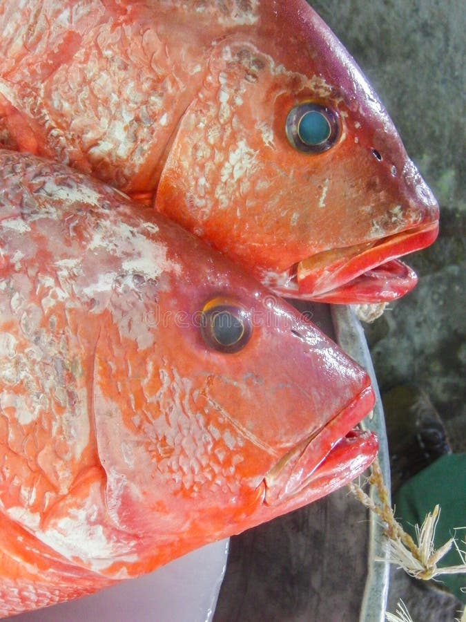 Two red fishes stock photo. Image of food, marine, fishing - 43721820