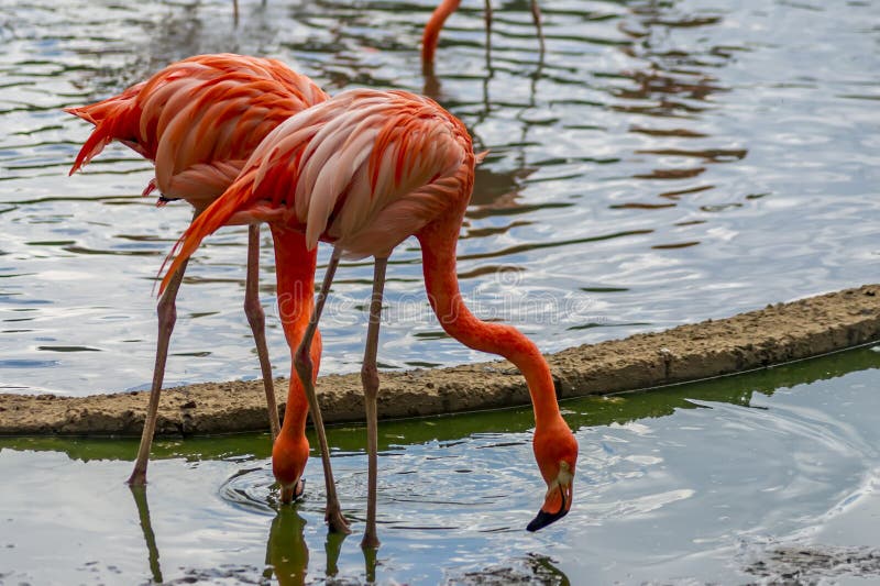 Two Red Flamingo Feeding in Water Stock Image - Image of tropical ...