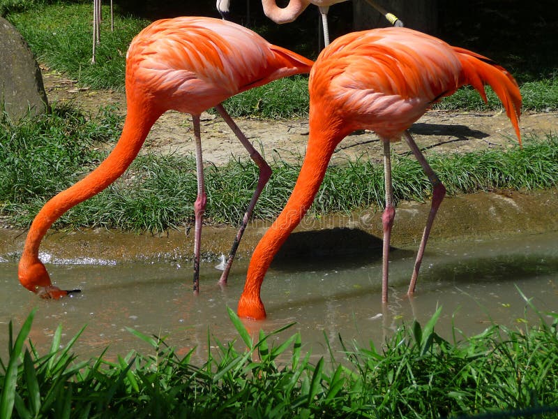 Two red flamingos stock image. Image of birds, feathers - 23337249