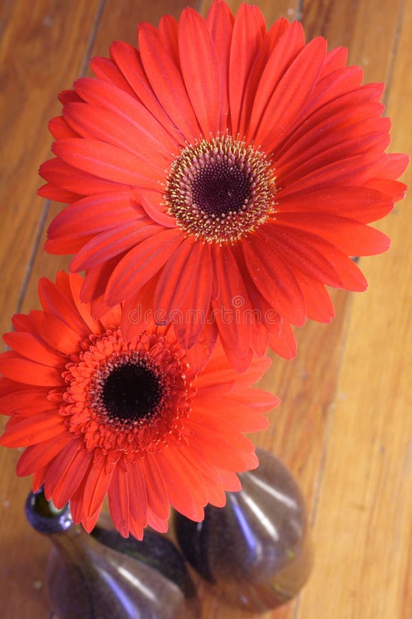 Two Red Flowers stock image. Image of bottle, petals, black - 2152303