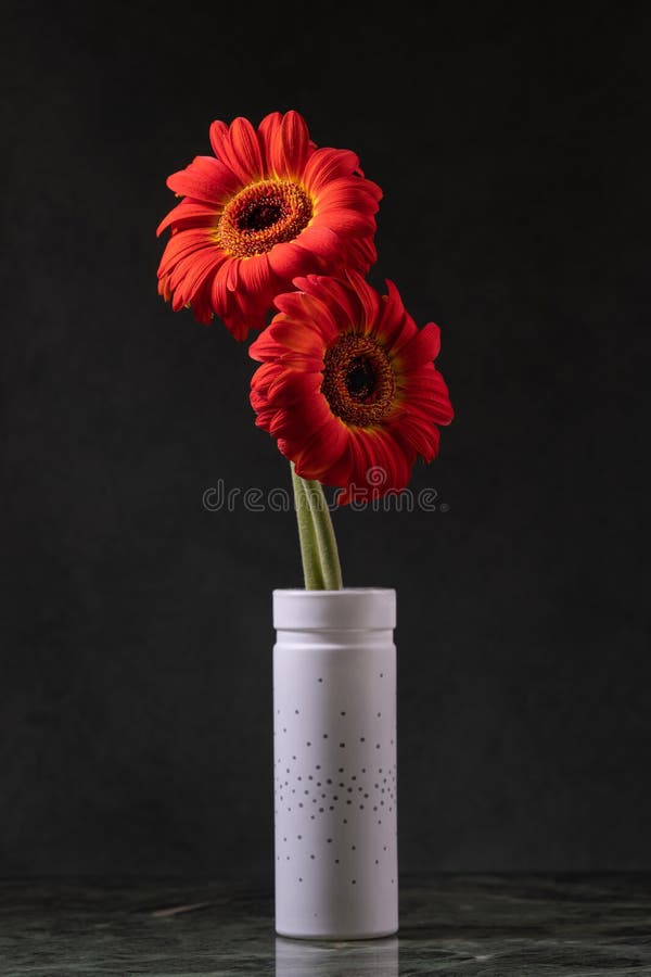 Two Red Flowers in a White Vase on Black Background. Red Daisies Stock ...