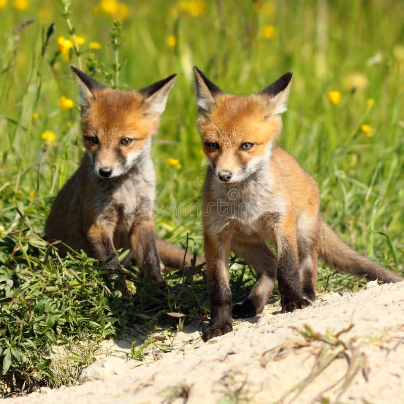 Cute Fox Brothers the Burrow Stock Image - Image of animal, hunting ...