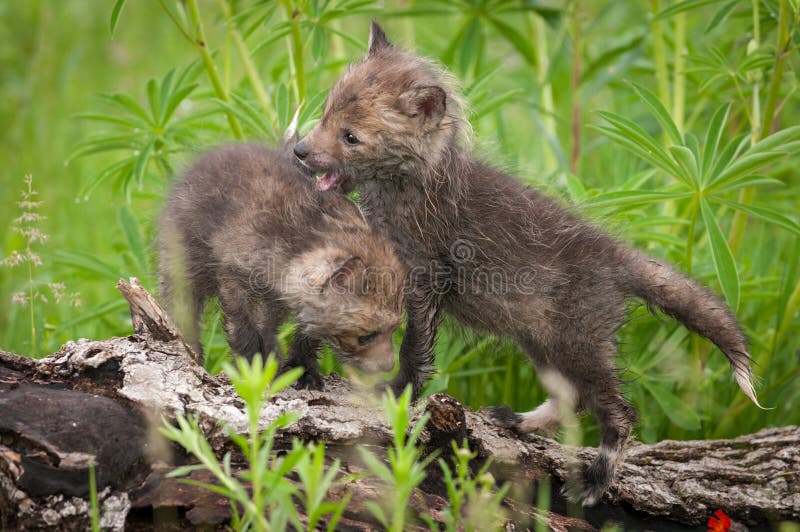 Two Red Fox Vulpes Vulpes Kits Walk about on Log Stock Image - Image of ...