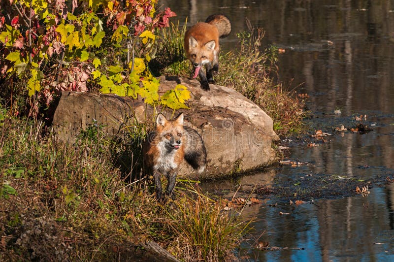 Two Red Fox Vulpes Vulpes Move Forward Stock Photo - Image of natural ...