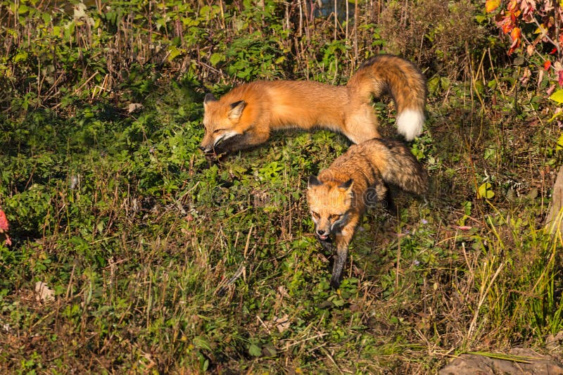 Two Red Fox (Vulpes Vulpes) Run about Stock Photo - Image of animal ...