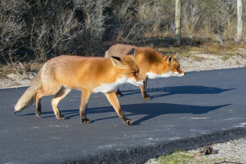 Two Red Foxes on a Cycle Path Stock Image - Image of february, europe ...