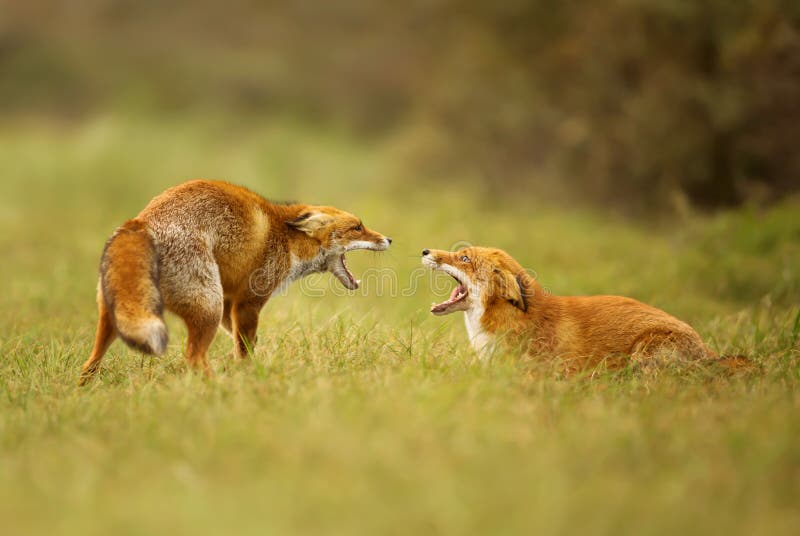 Two Red Foxes Fighting Territory Stock Photos - Free & Royalty-Free ...