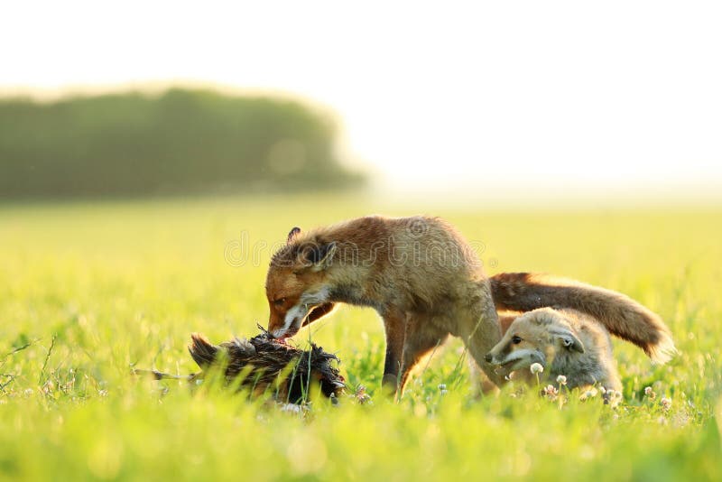 Two Red Foxes with Prey on Meadow in the Morning - Vulpes Vulpes Stock ...