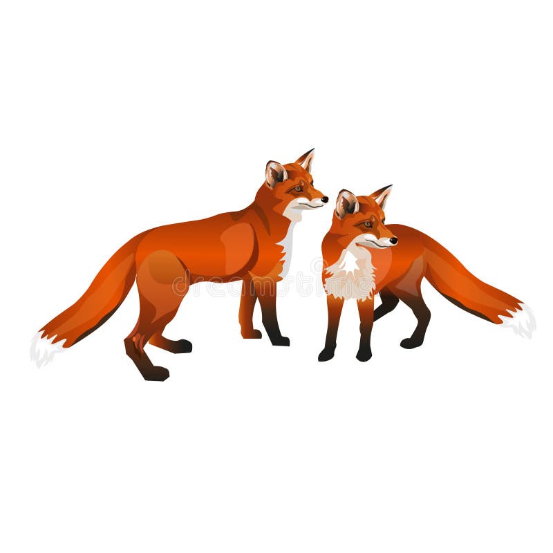 Two Red Fox Stock Illustrations – 232 Two Red Fox Stock Illustrations ...