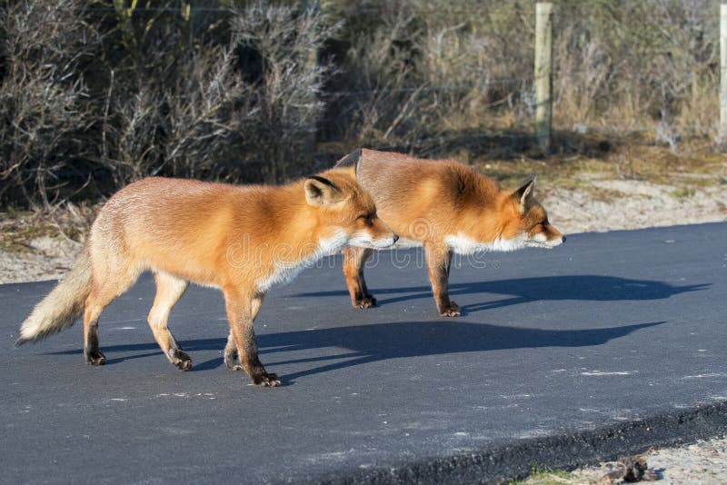 Two Red Foxes on a Cycle Path Stock Image - Image of adult, mammalia ...