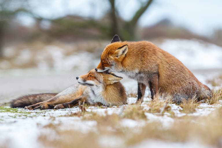 11,225 Focales Foxes Stock Photos - Free & Royalty-Free Stock Photos ...