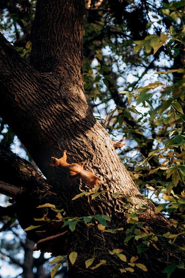 Two Red Furry Squirrel Sits on the Trunk of a Brown Tree Stock Image ...