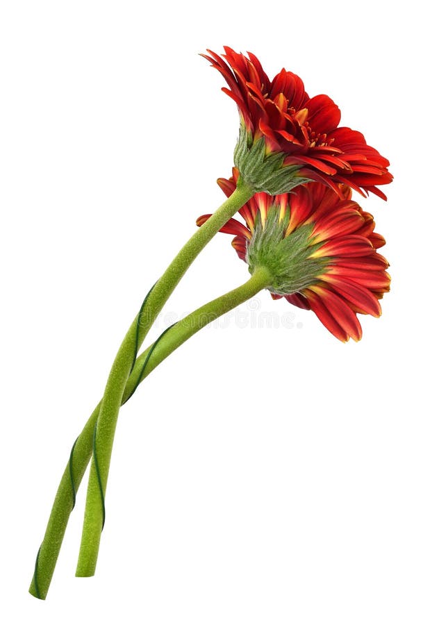 Germini Bouquet Stock Photos - Free & Royalty-Free Stock Photos from ...