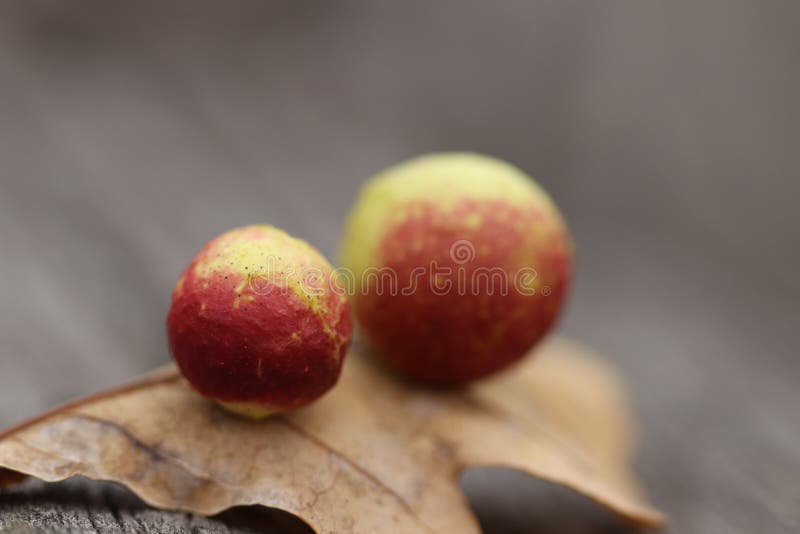 Tree leaf stock image. Image of vegetarian, white, diet - 232391851